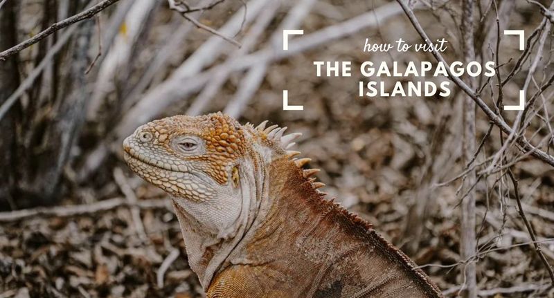 How To Visit The Galapagos Islands [2023 Step-By-Step Guide!]